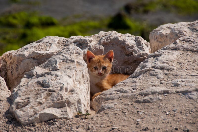 Cute Kitty Hiding, Al Khobar, Saudi Arabia Stock Photo - Image of ...