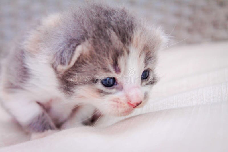 Cute kitty stock photo. Image of staring, littlefriend - 82207982