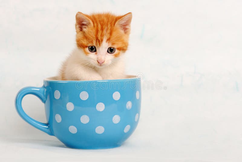 Tiny kitten in tea cup stock image. Image of mammal, white - 3080167