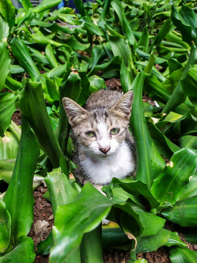 Cute kitty looking at me stock photo. Image of garden - 254204442
