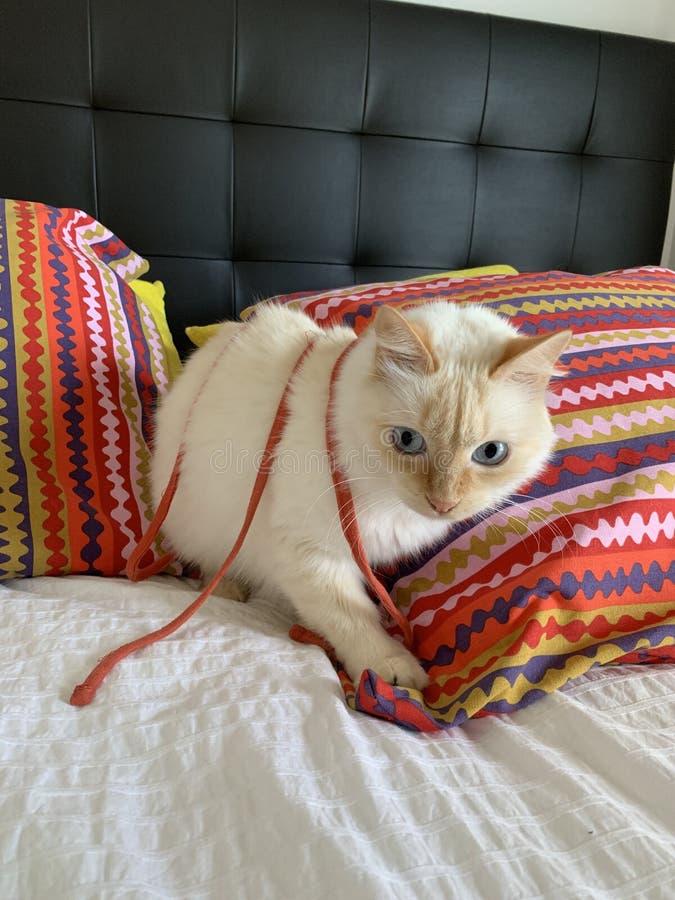 Cute kitty Playing stock image. Image of cute, kitty - 166034557