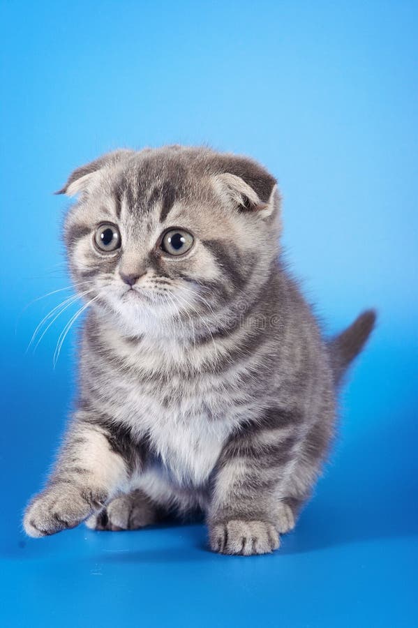 Cute Kitty Scottish Fold Cat Stock Image - Image of animal, dappled ...