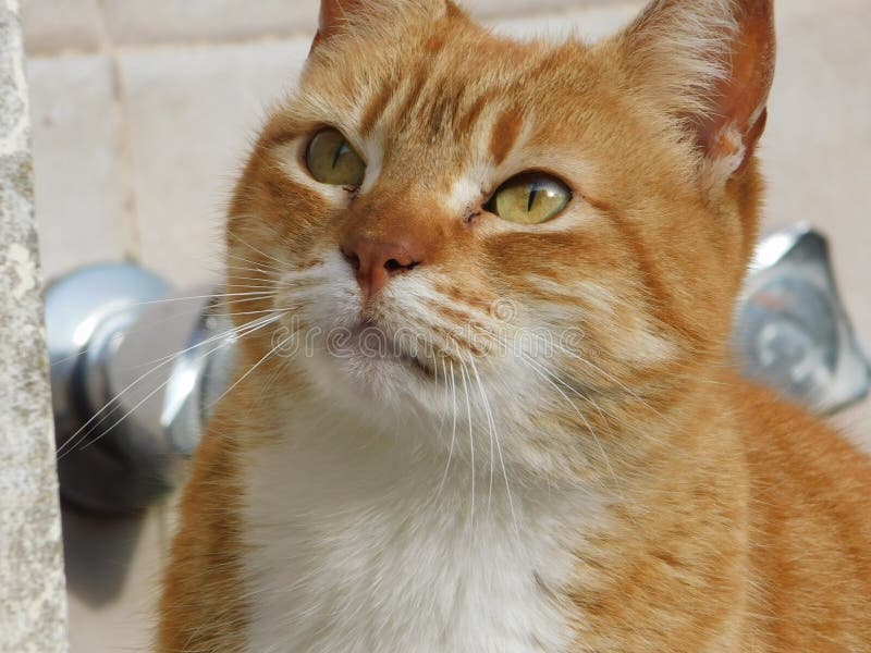 18,019 Cute See Photos - Free & Royalty-Free Stock Photos from Dreamstime