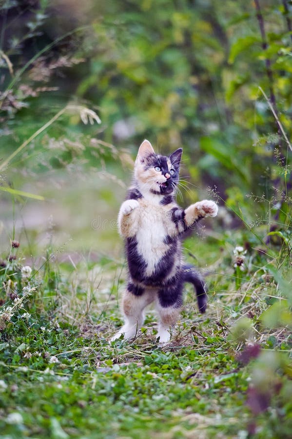 Cute Kitty Standing on Back Legs Stock Photo - Image of hunting, kitty ...