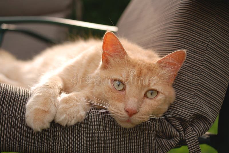 Curious Stare stock image. Image of love, pierce, intimidating - 11859585