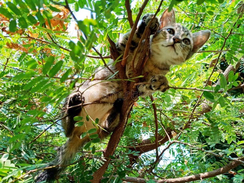 Cute kitty stuck in a tree stock photo. Image of cute - 138789138