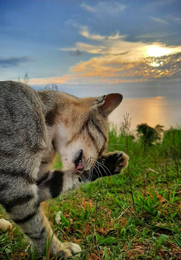 Cute kitty sunset stock image. Image of whiskers, plant - 208456181