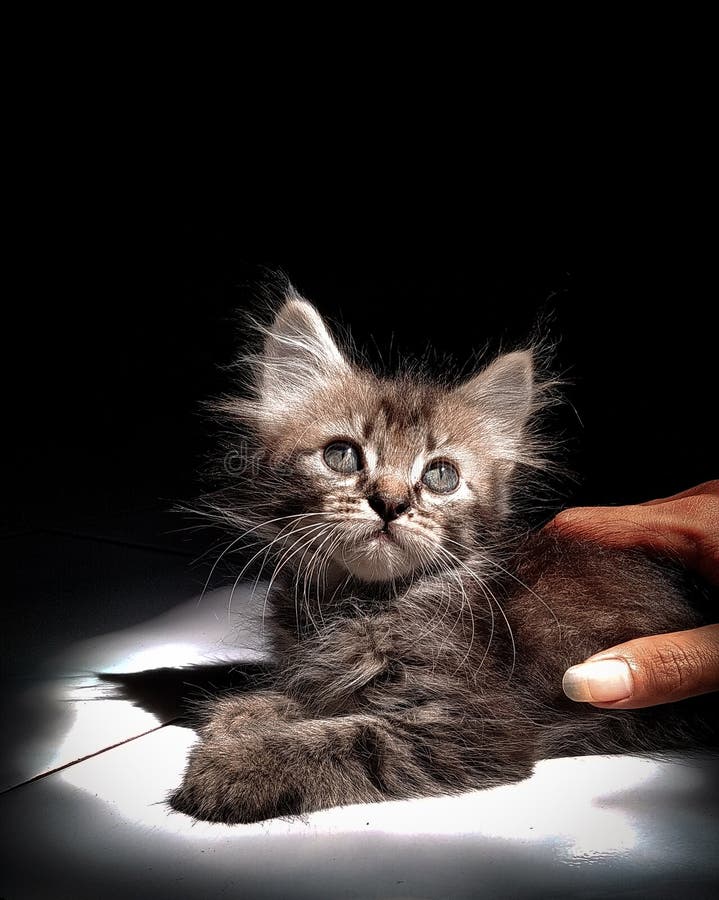 Cute Kitty under the light stock photo. Image of drawing - 204410980