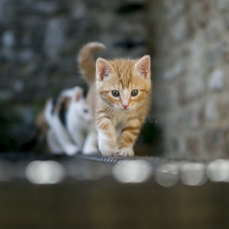 Cute kitty stock photo. Image of kitty, amazing, cute - 97871990