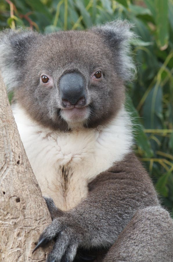 Cute koala stock photo. Image of bear, face, wild, wildlife - 18860784