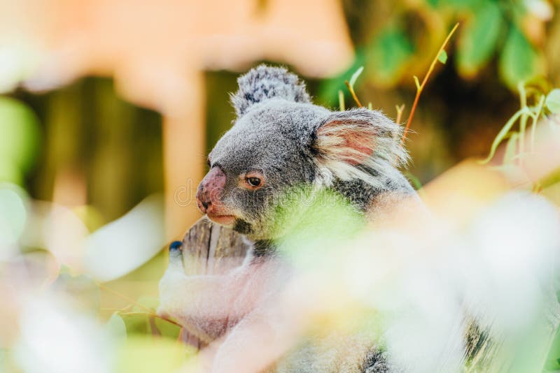 Cute Koala Bear Portrait stock photo. Image of koala - 105692242