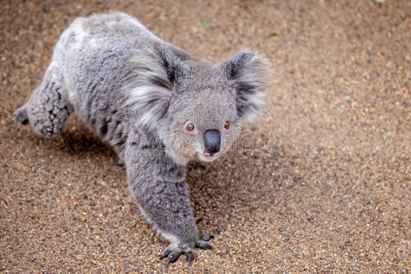 Cute Koala Bear Walking on Sandy Ground Stock Photo - Image of bear ...
