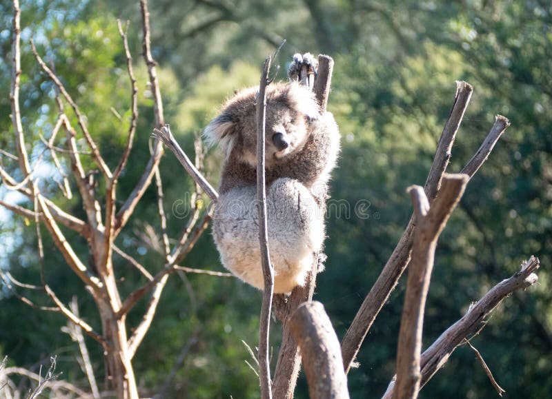Cute Koala Hugging Tree Branches on a Sunny Day Stock Image - Image of ...