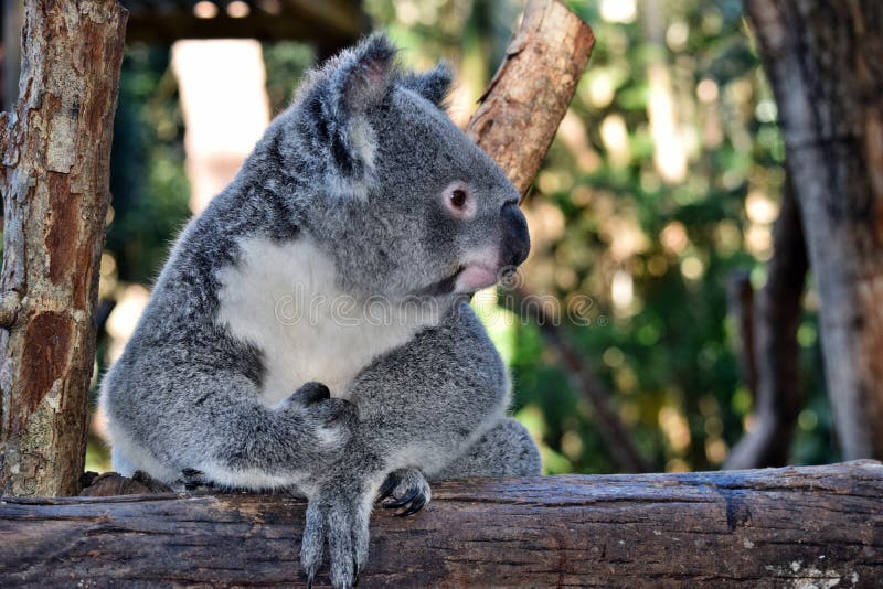Cute Koala Looking on a Tree Branch Eucalyptus Stock Photo - Image of ...