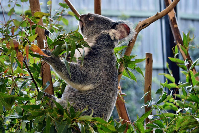 Cute Koala Looking on a Tree Branch Eucalyptus Stock Image - Image of ...