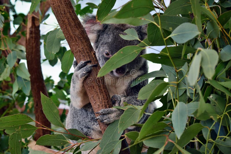 Cute Koala is Looking on a Tree Branch Eucalyptus Stock Image - Image ...