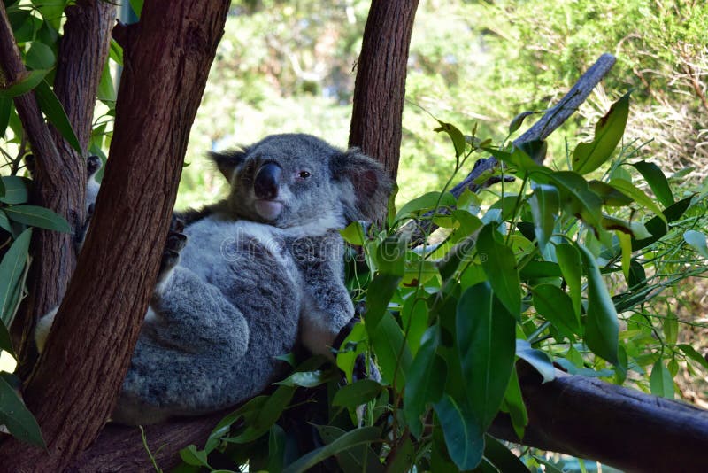 Cute Koala Looking on a Tree Branch Eucalyptus Stock Image - Image of ...