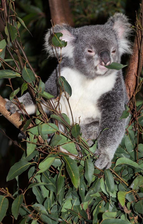 Cute koala stock photo. Image of bite, grey, cute, background - 51906768