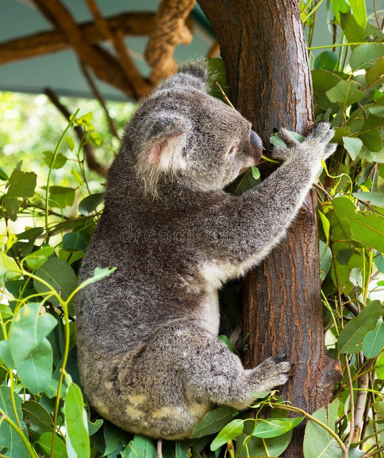 A Cute Koala Relaxing on Eucalyptus Tree with Green Leafs at the ...