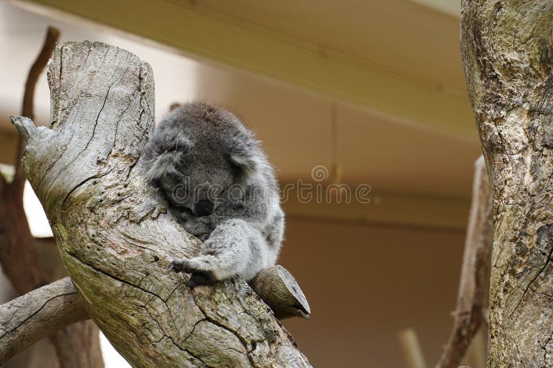 A Cute Koala Relaxing on a Tree in Australia Stock Photo - Image of ...
