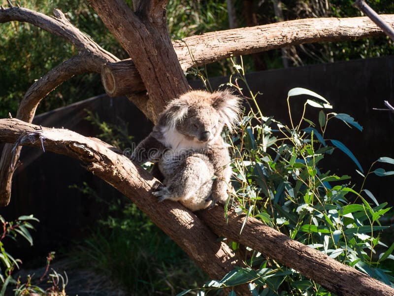 Cute Koala Sitting on Tree Branches on a Sunny Day Stock Photo - Image ...
