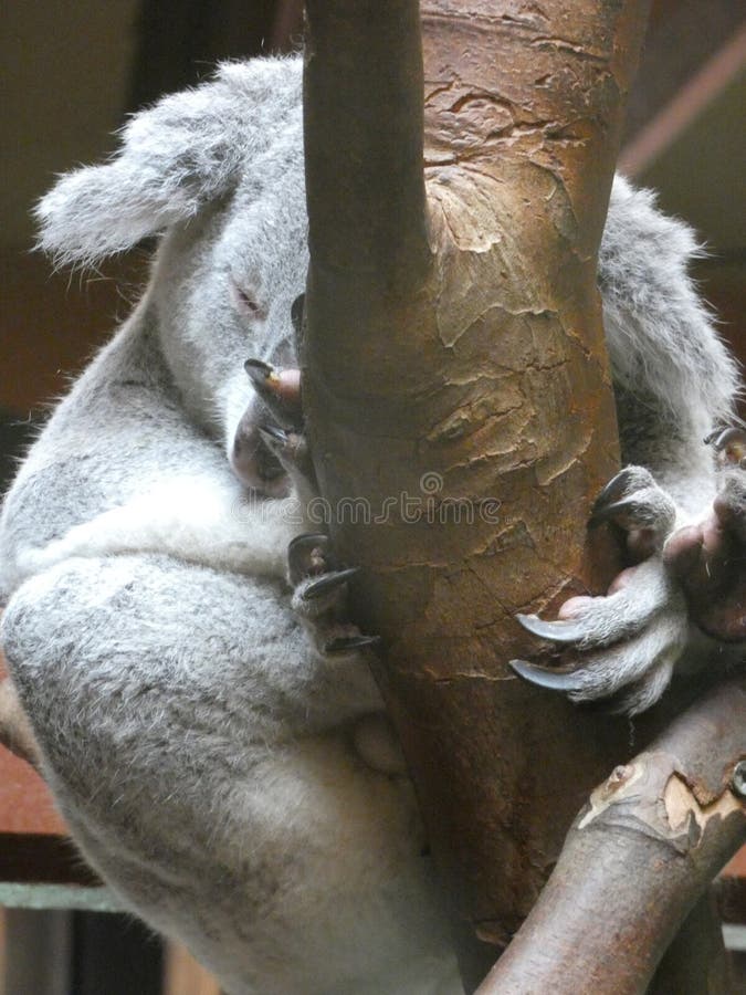Koala Napping in a Tree Gripping a Branch Stock Image - Image of gray ...
