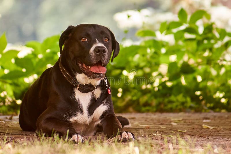 Cute dog lying down stock photo. Image of labrabox, lying - 113398726
