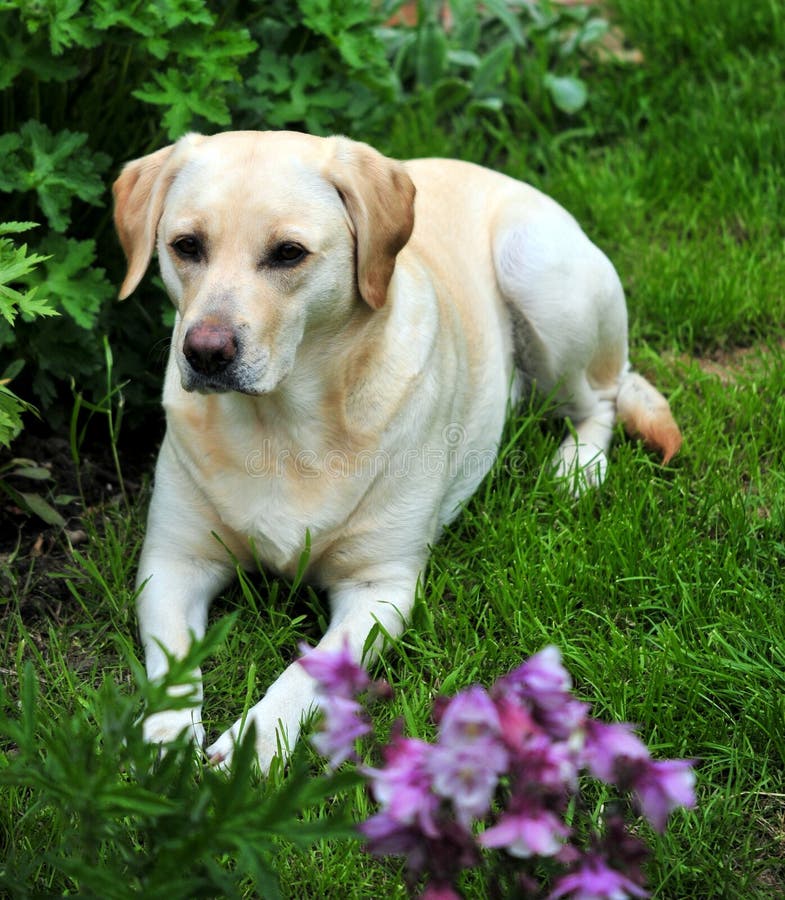 Cute labrador stock photo. Image of labrador, garden - 24834596