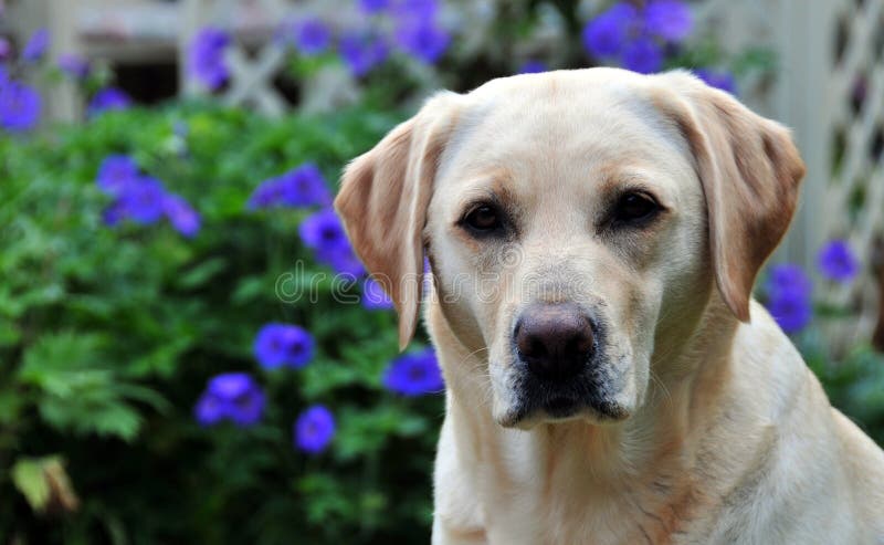 Cute labrador stock image. Image of garden, puppy, obedient - 25084049