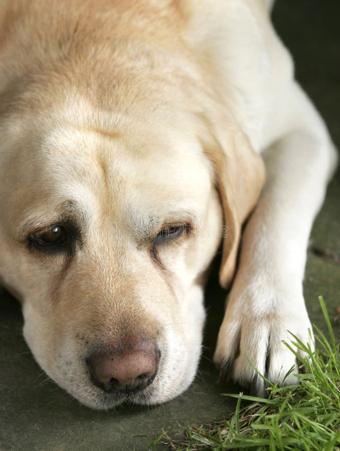Cute Labrador stock photo. Image of bored, intelligent - 6655450