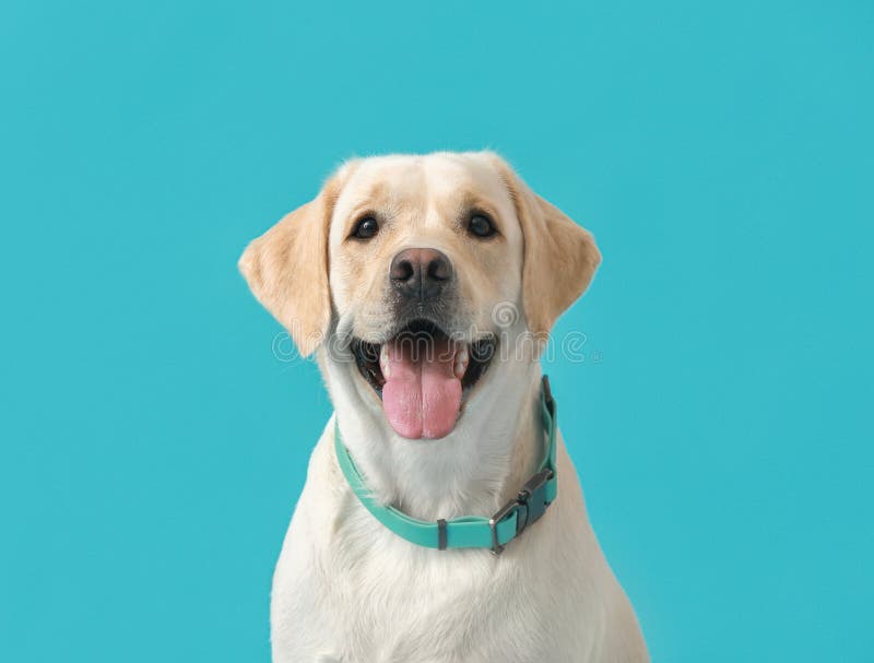 Cute Labrador Dog with Collar on Blue Background Stock Image - Image of ...
