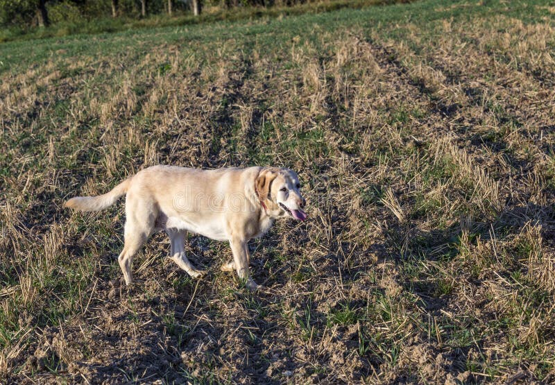 Cute labrador dog stock image. Image of retriever, tree - 77274195