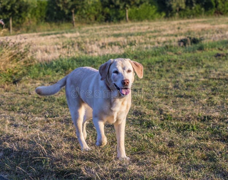 Cute labrador dog stock image. Image of retriever, nature - 77756581
