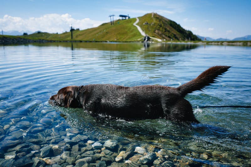 Cute Labrador Dog Entering a Lake Stock Image - Image of animal, single ...