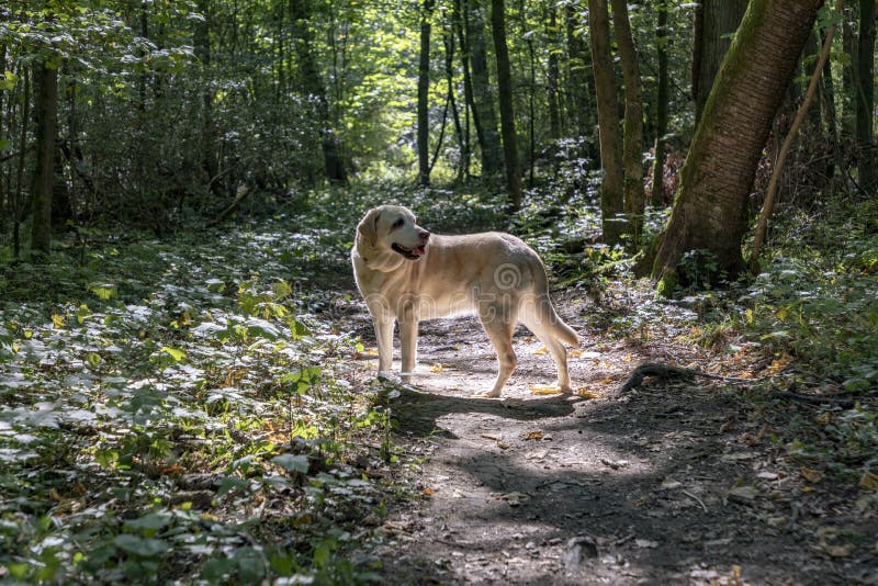 Cute Labrador Dog in the Forest Stock Photo - Image of portrait ...