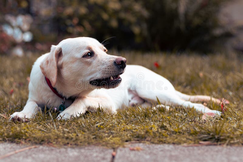 Cute Labrador Dog Lying on Grass in a Garden Stock Photo - Image of ...