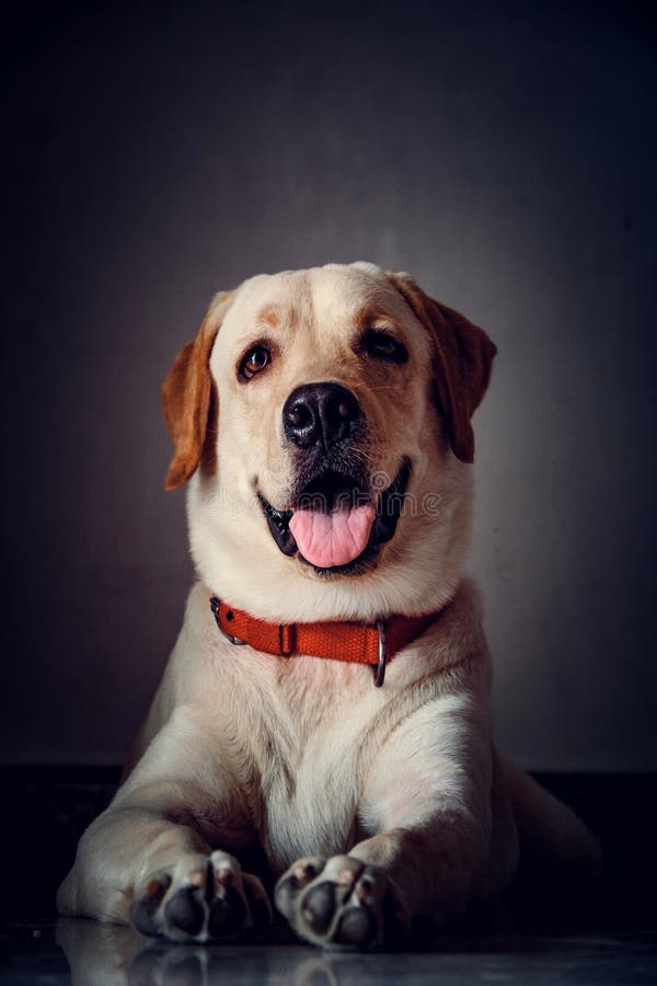 Cute Labrador Dog Sitting and Looking To Side . Stock Photo - Image of ...