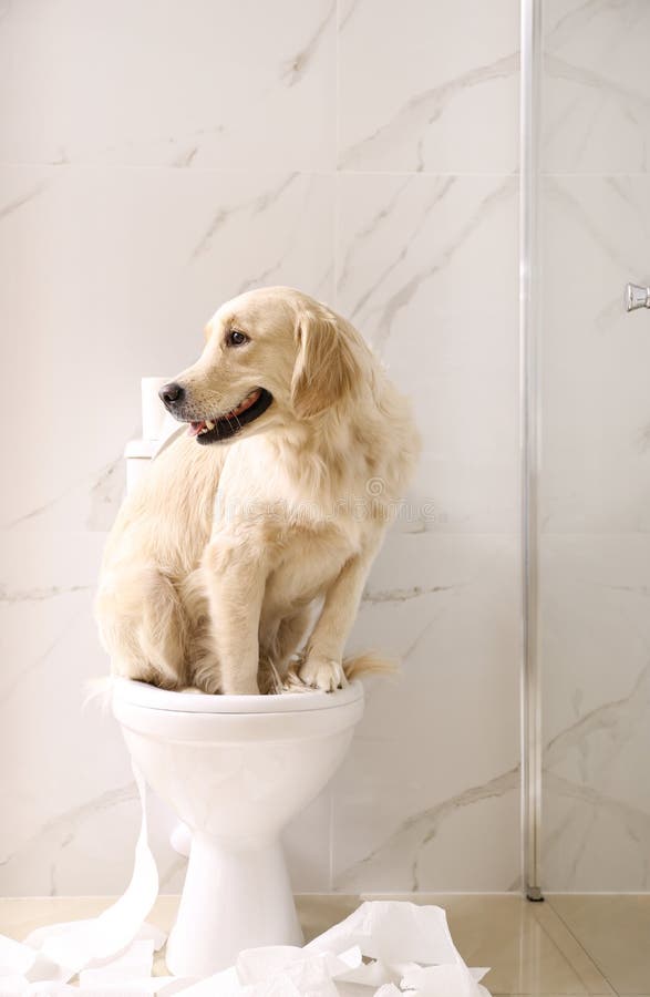 Cute Labrador Dorado, Alzado En El Retrete Foto de archivo - Imagen de ...
