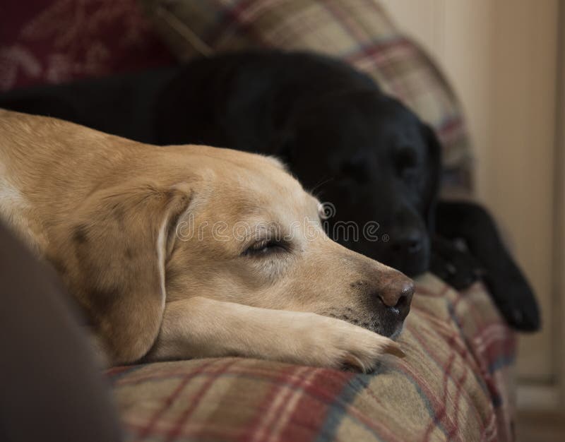 Cute labrador stock image. Image of little, cute, canine - 81842161