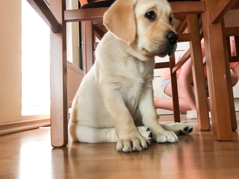 Cute labrador stock photo. Image of little, cute, young - 118733104