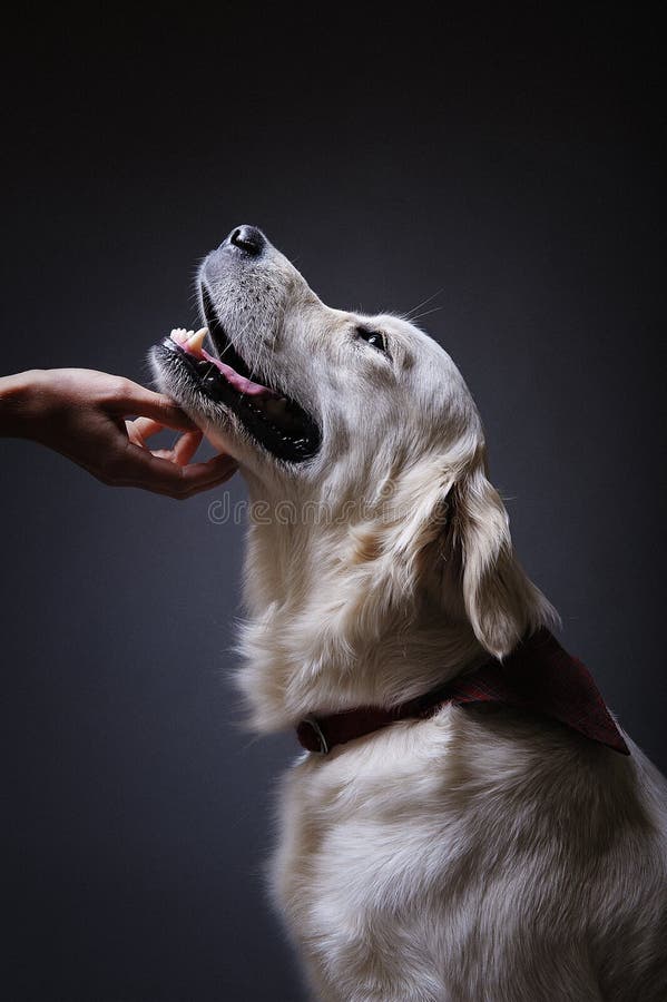 Golden labrador retriever stock image. Image of cute - 104173425