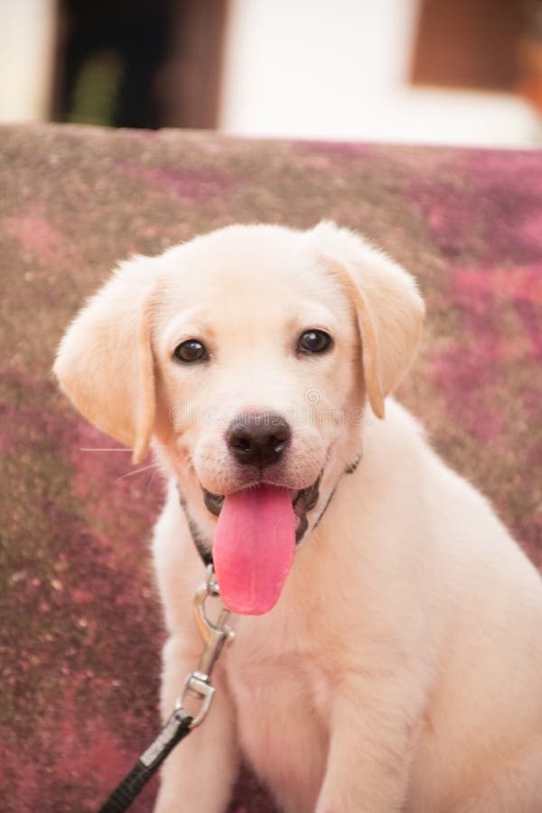 A cute labrador puppy stock photo. Image of white, puppy - 215106258