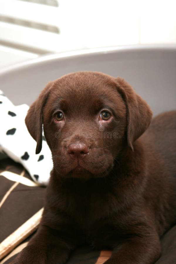 Cute labrador puppy stock image. Image of amber, cheeky - 23545301