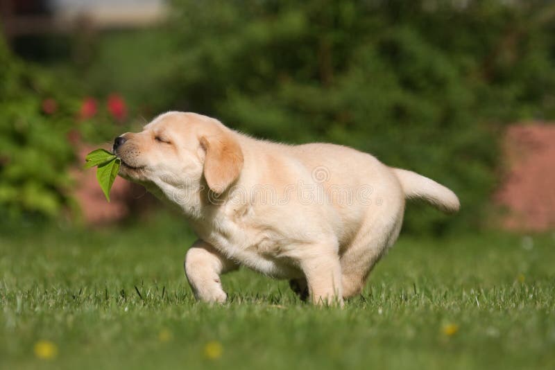 Cute Labrador puppy stock photo. Image of lawn, life - 24235188