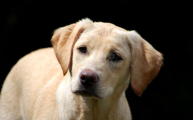 Party cheers stock photo. Image of male, girl, gathering - 11659548
