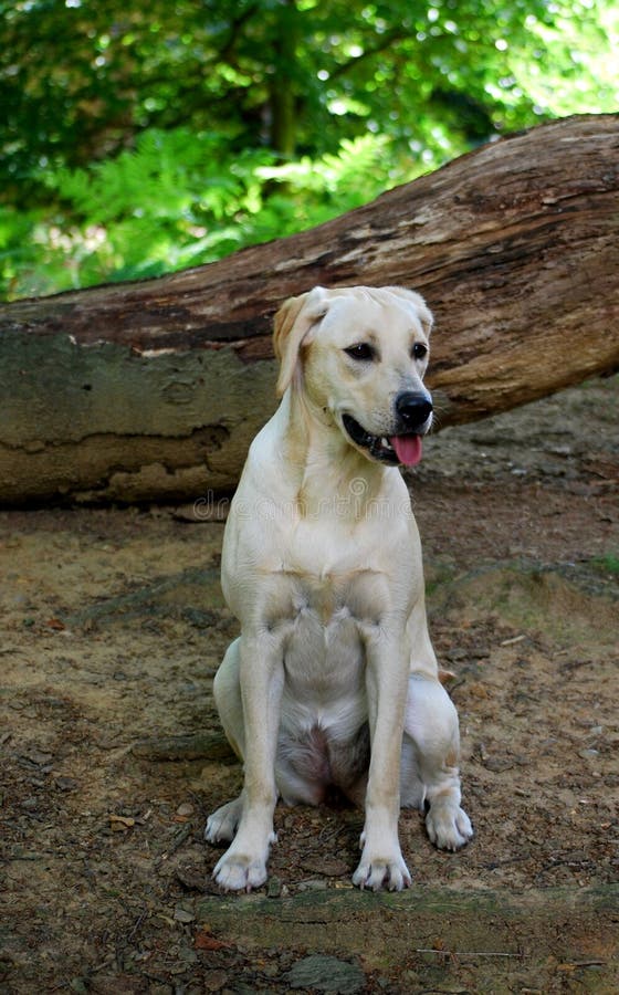 Labrador puppy,9 months stock image. Image of puppy, camouflage - 5934257