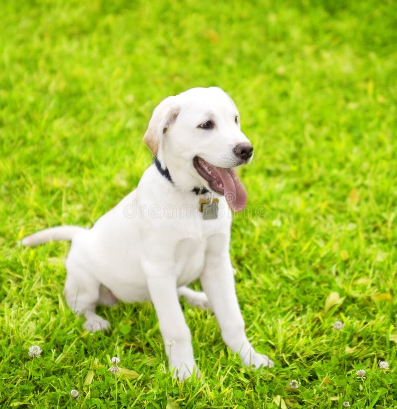 Cute Labrador Puppy On Grass 2 Picture. Image: 4797966
