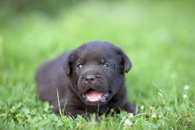 Cute labrador puppy stock image. Image of friend, lawn - 101317287
