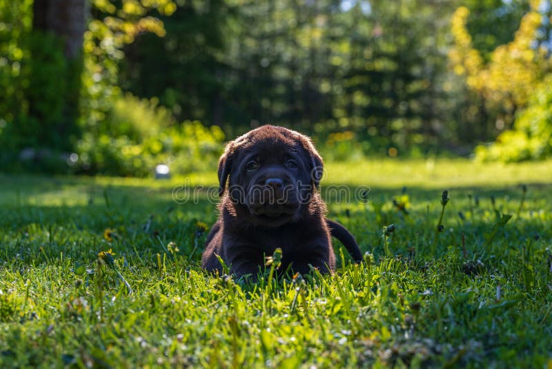 Cute Labrador Puppy in Green Grass Stock Image - Image of adorable ...