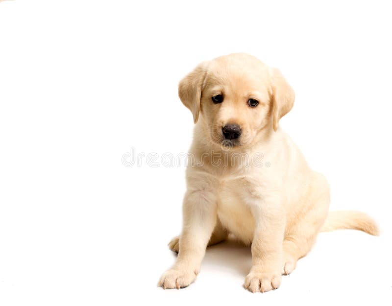 Cute Labrador Puppy Isolated on White Background Stock Image - Image of ...